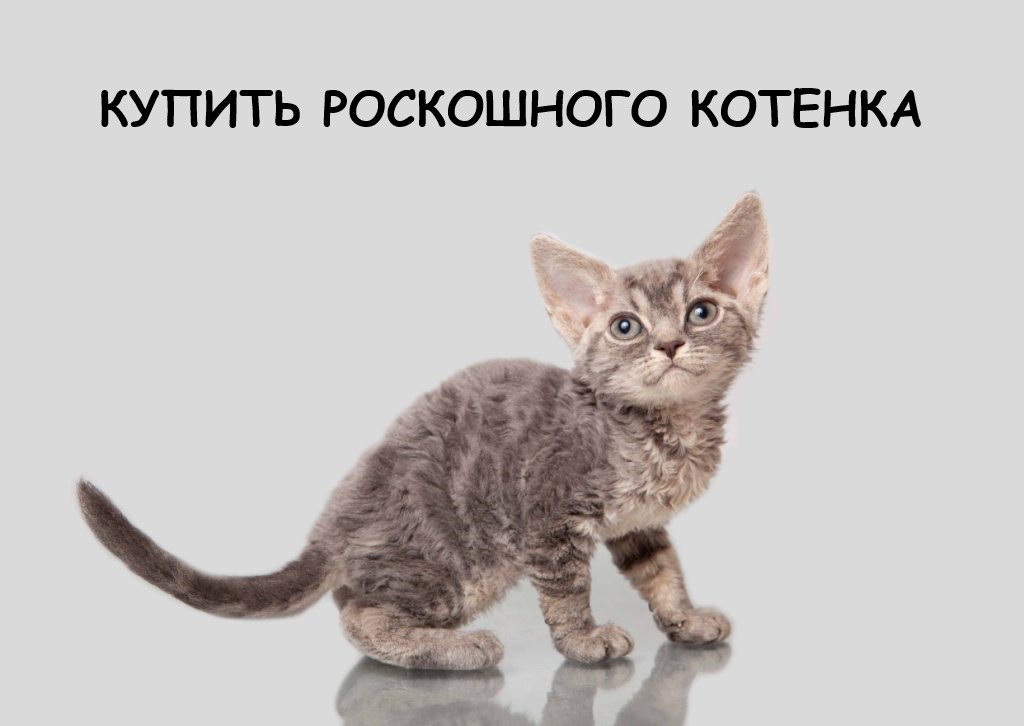 Цеховик. Книга 3. Вершина мира, Ромов Дмитрий, читать полную версию ...